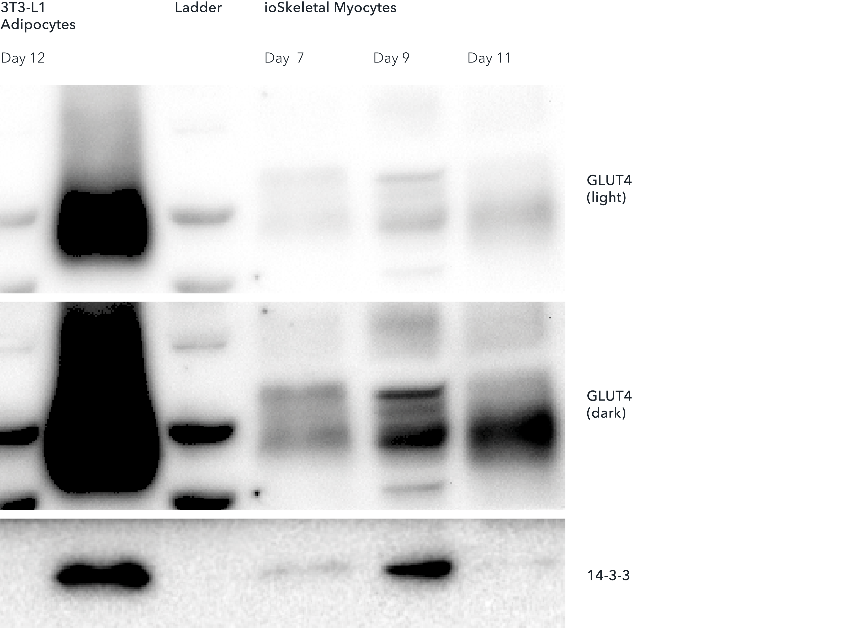 Skeletal Myocytes | ioCells