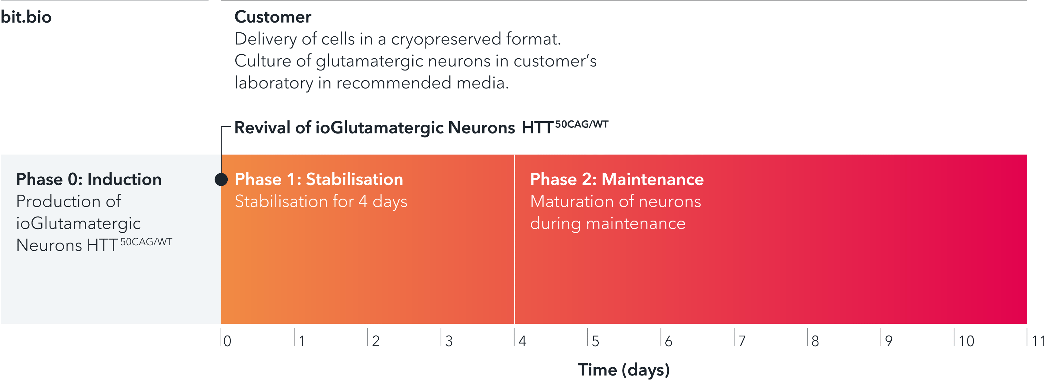 ioGlutamatergic Neurons HTT 50CAG/WT | ioCells | bit.bio