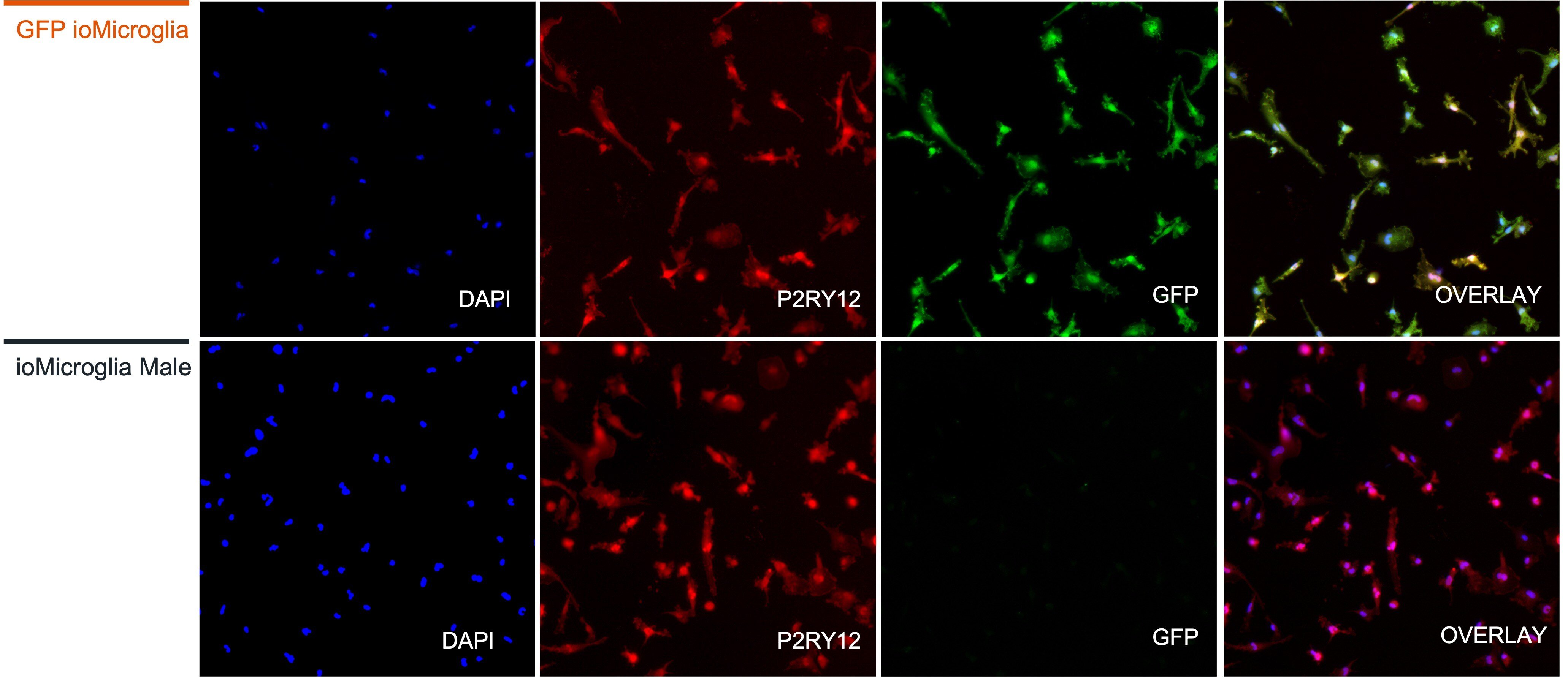 GFP Microglia | ioCells