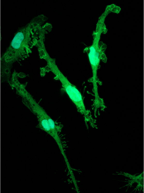 GFP Microglia | ioCells