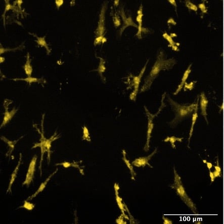 Microglia | Male | ioCells