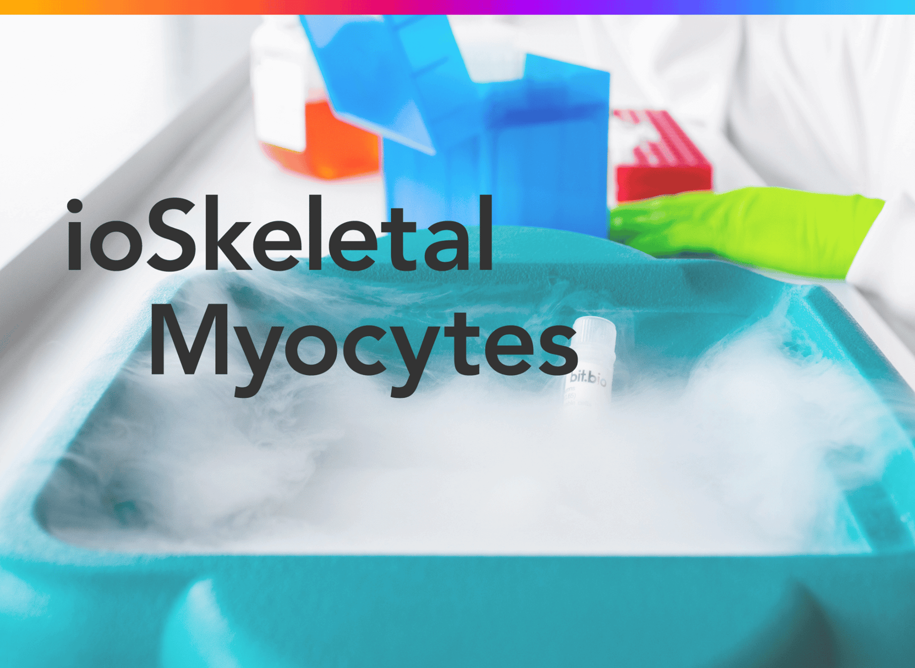 Skeletal Myocytes | ioCells