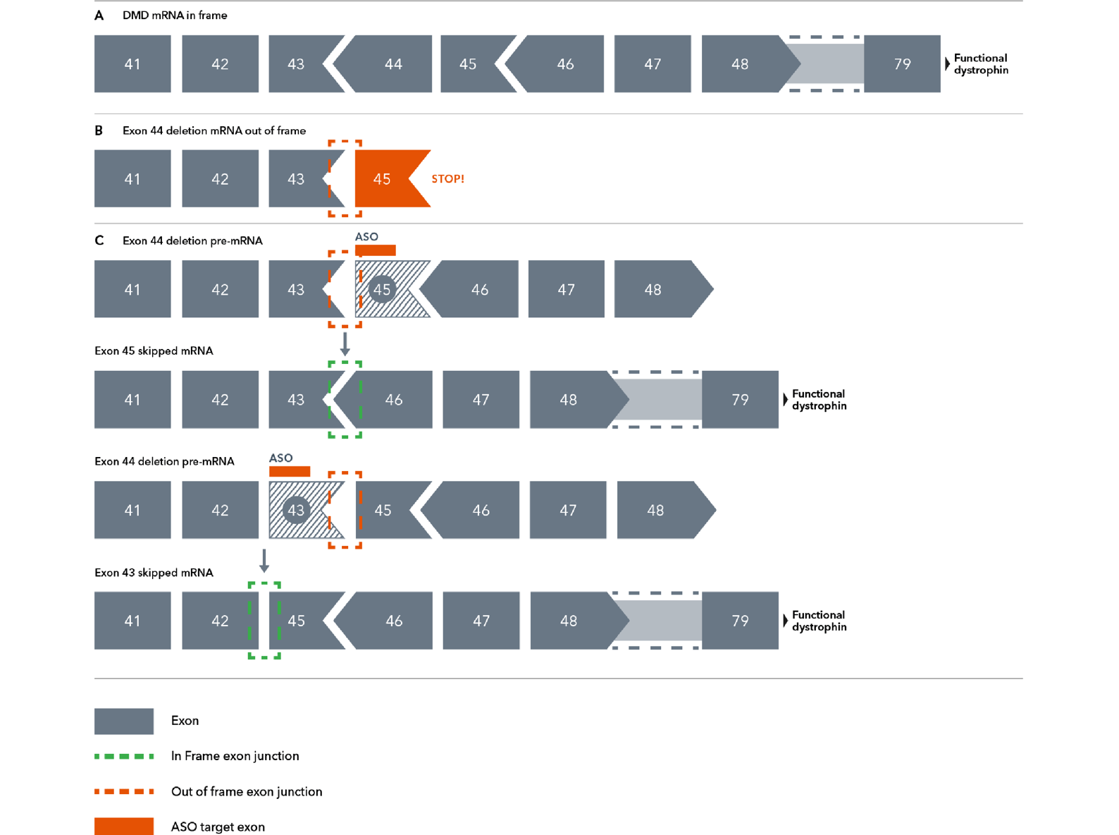 Exon Skipping Therapy for Duchenne Muscular Dystrophy