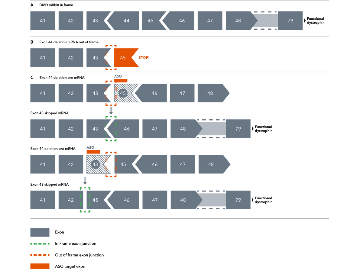 Exon Skipping Therapy for Duchenne Muscular Dystrophy