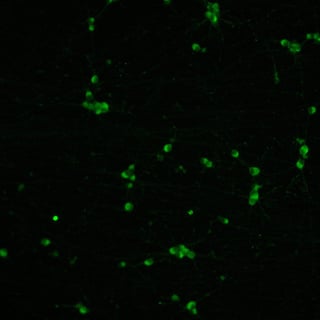 Glutamatergic Neurons | ioCells