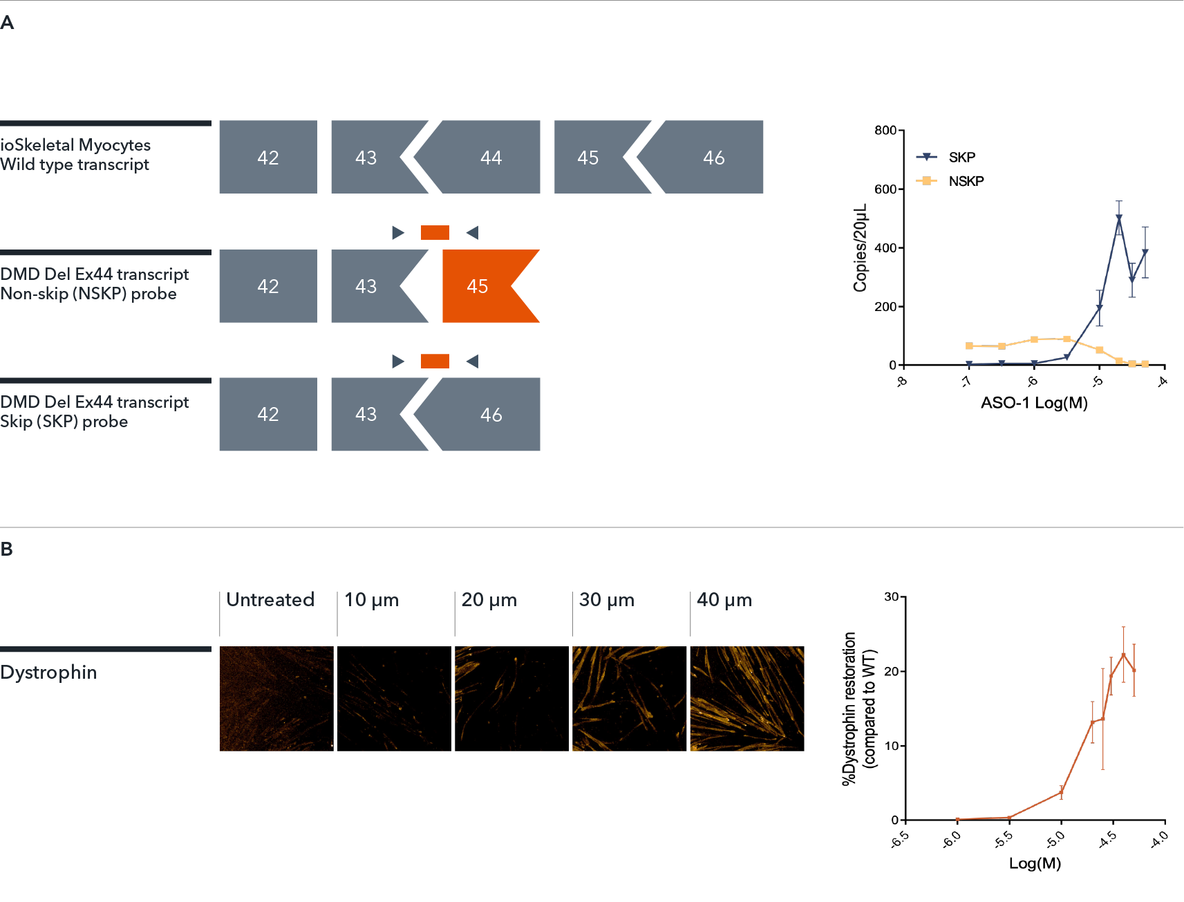 ioSkeletal Myocytes DMD Exon 44 Deletion | ioCells | bit.bio
