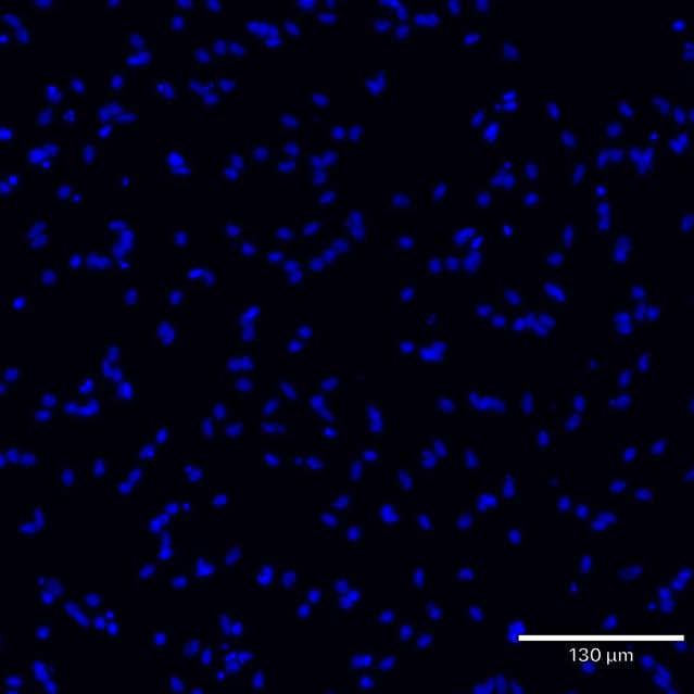 ioGABAergic Neurons | ioCells | bit.bio