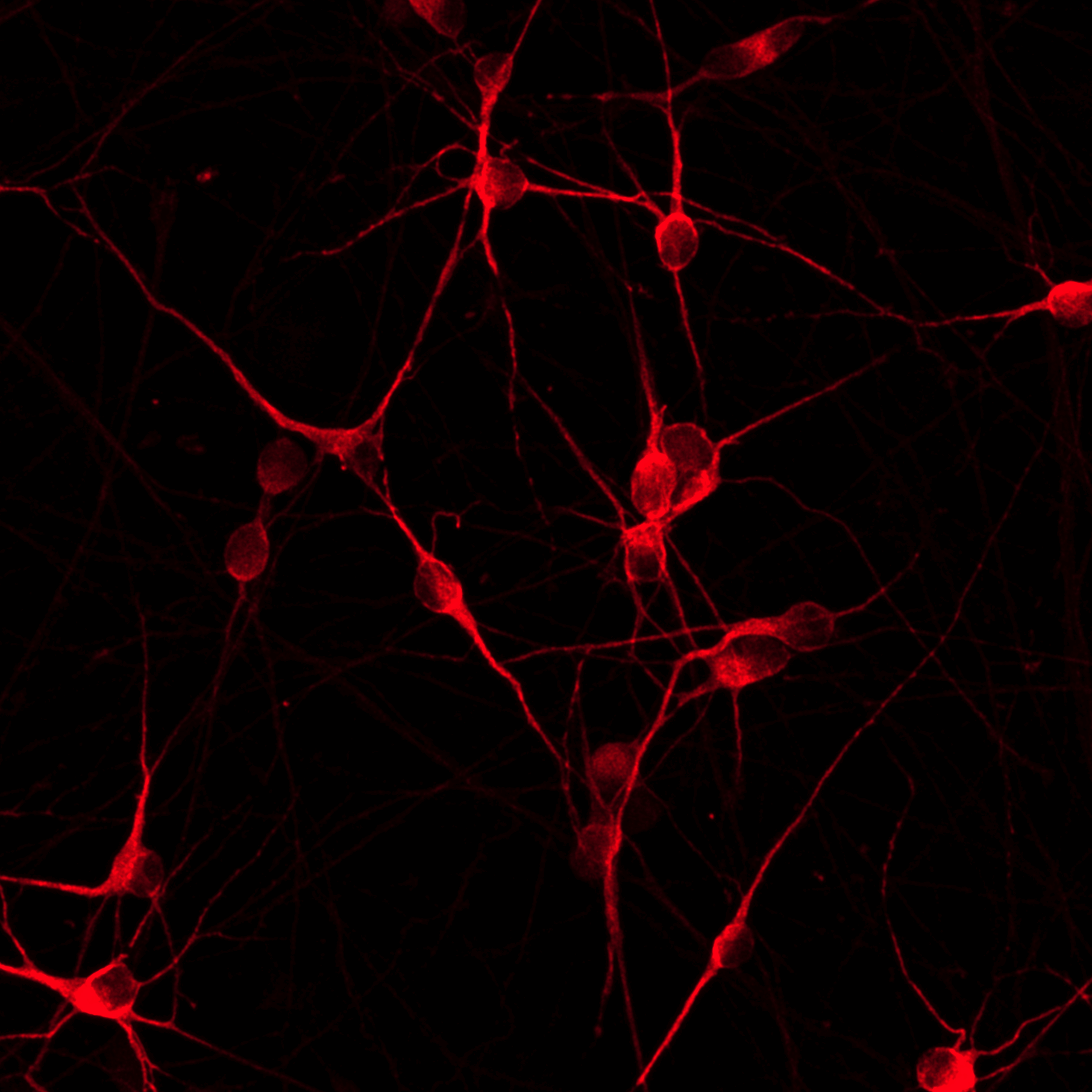 Glutamatergic Neurons HTT 50CAG/WT | ioCells