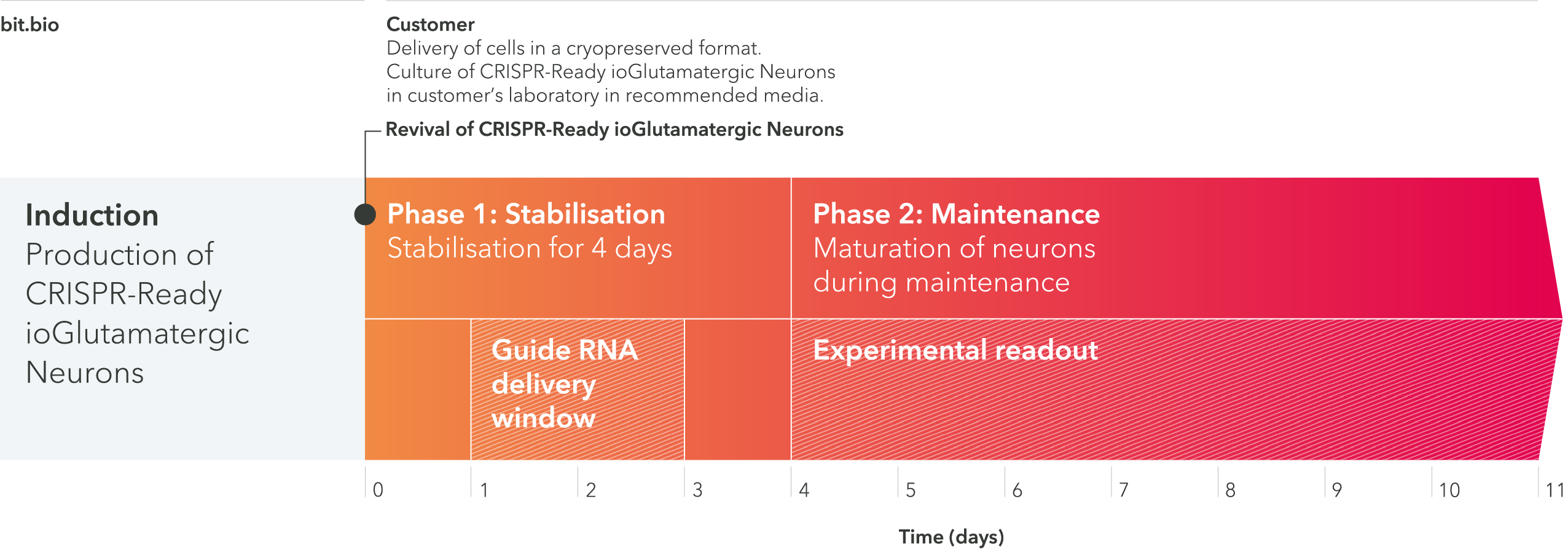 CRISPRko-Ready Glutamatergic Neurons | ioCells