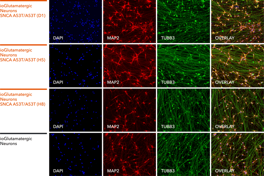 ioGlutamatergic Neurons SNCA A53T/A53T | ioCells | bit.bio