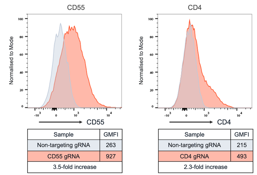 CRISPRa-Ready Glutamatergic Neurons | ioCells