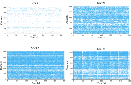 Glutamatergic Neurons | ioCells