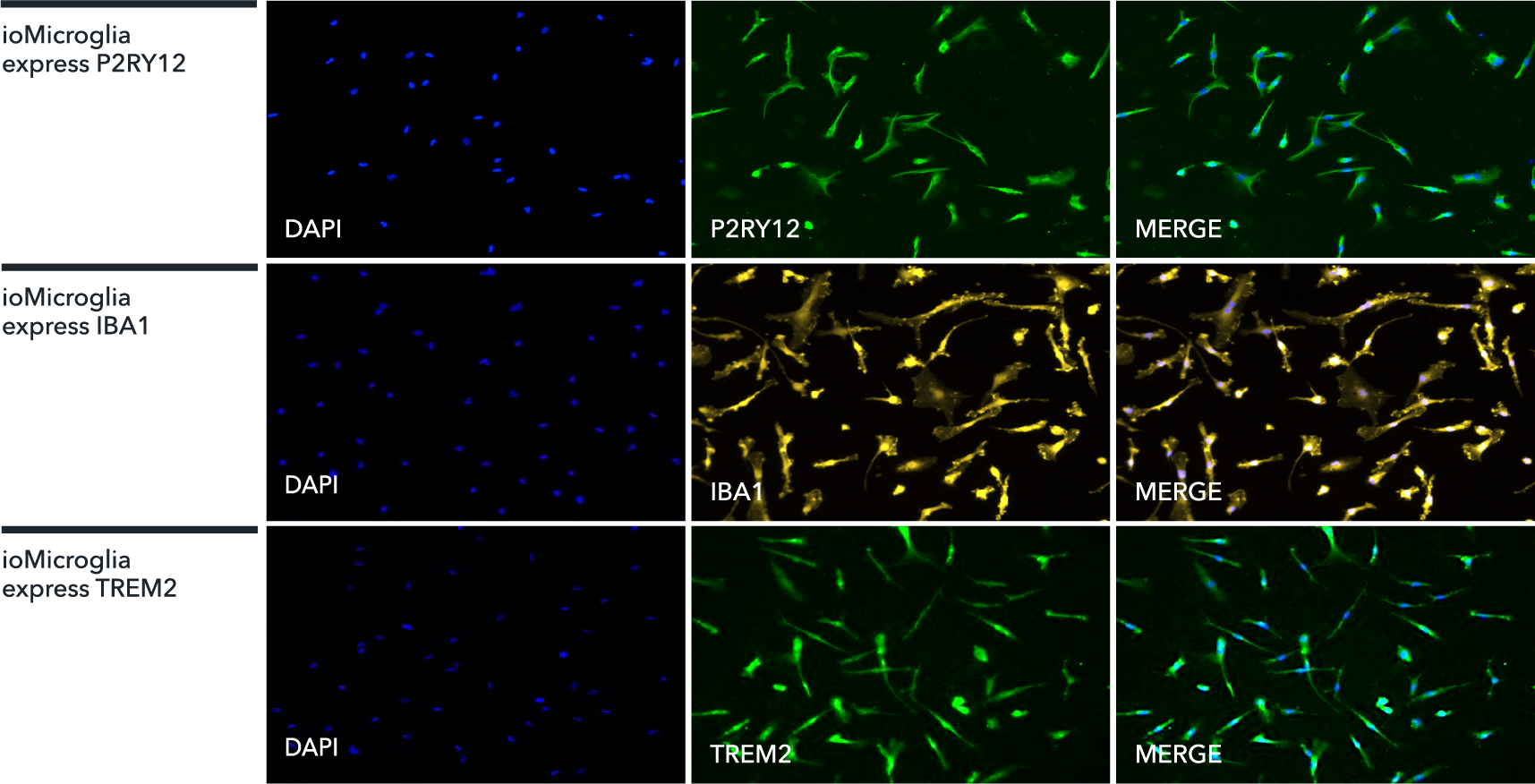 Microglia | Male | ioCells
