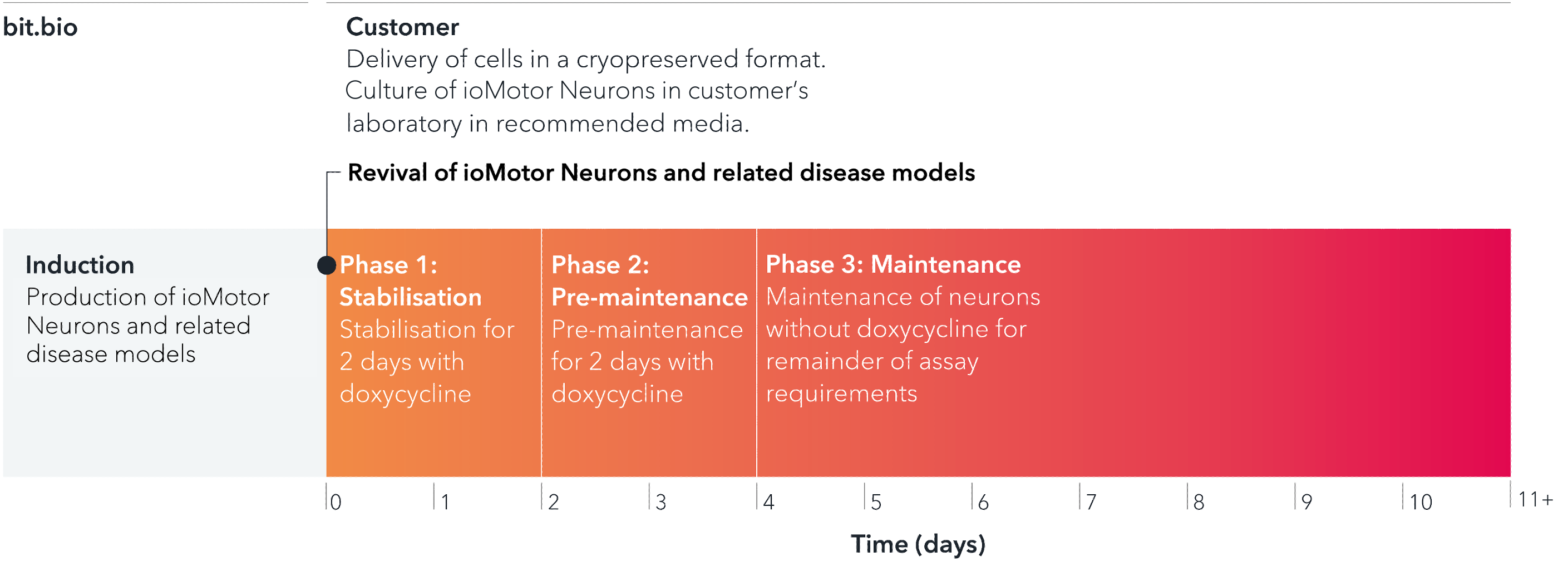 Motor Neurons | ioCells
