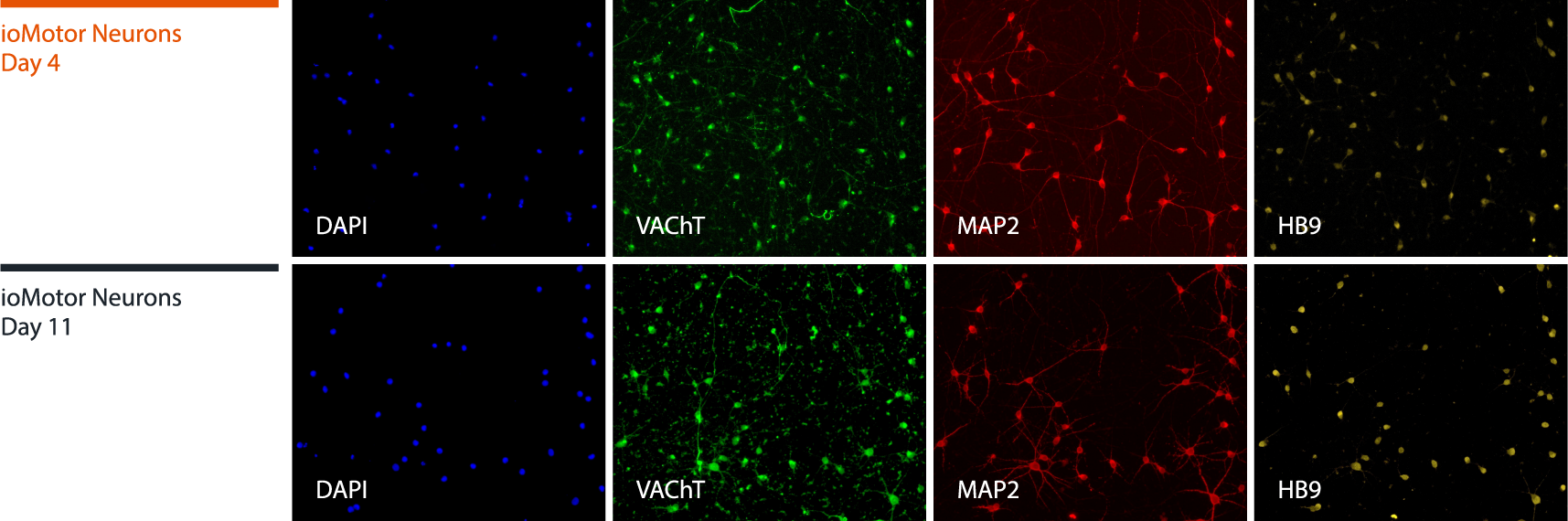 Motor Neurons | ioCells