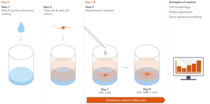 Oligodendrocyte-like cells | ioCells | bit.bio