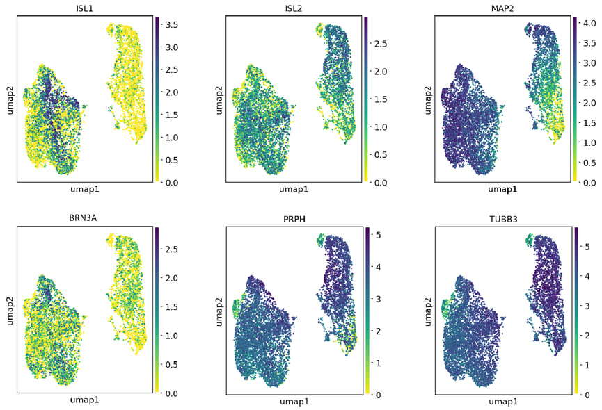 ioSensory Neurons | ioCells | bit.bio