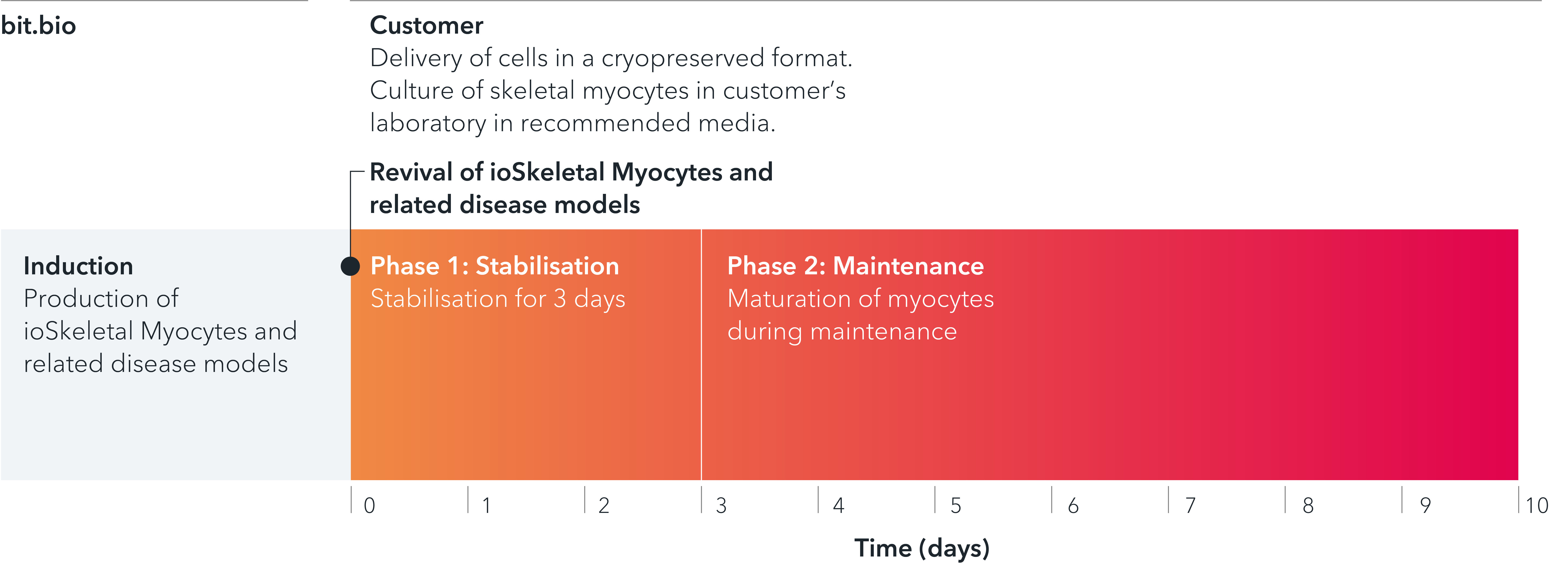 Skeletal Myocytes DMD Exon 44 Deletion | ioCells