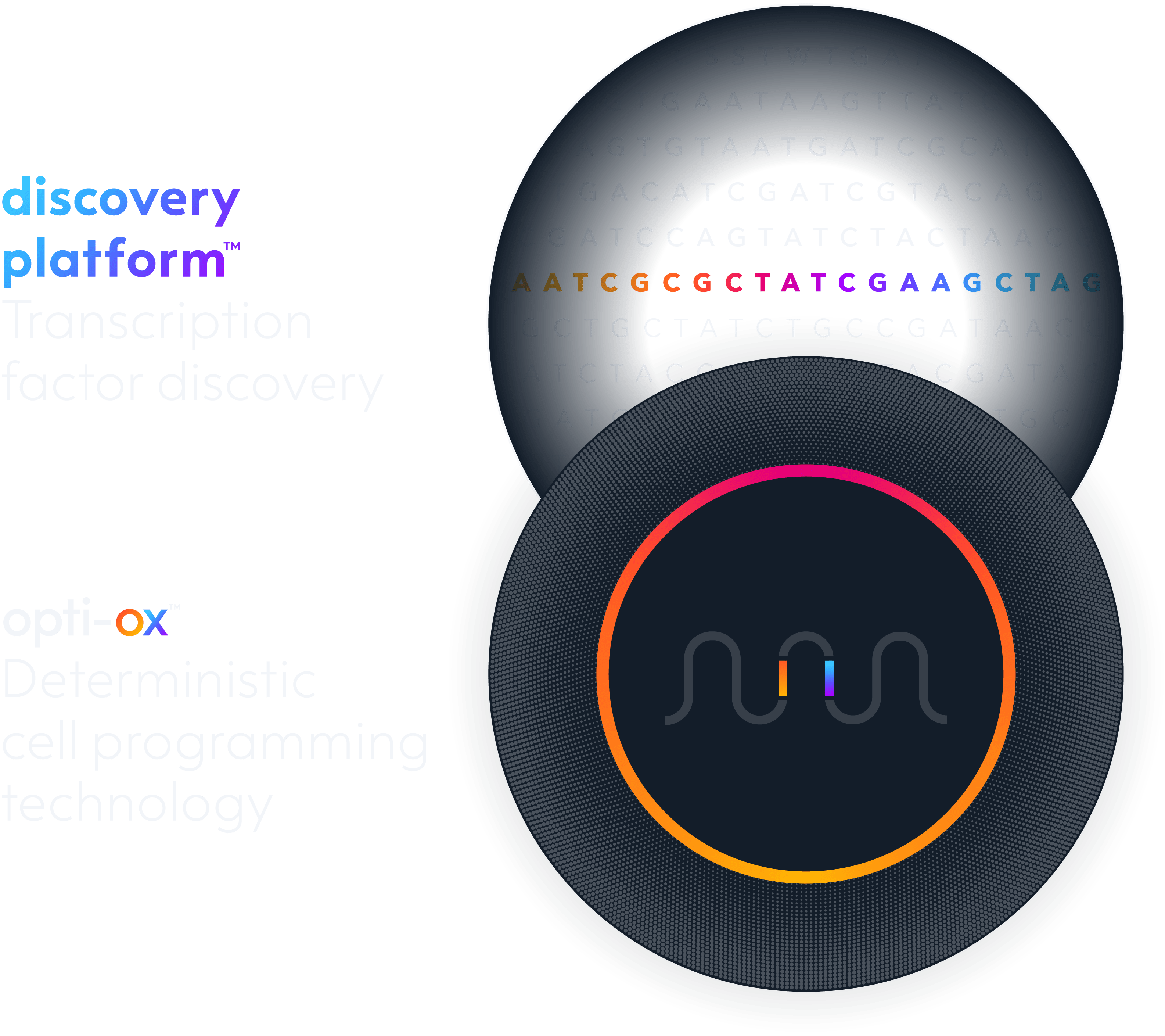 Synthetic biology for human health | bit.bio