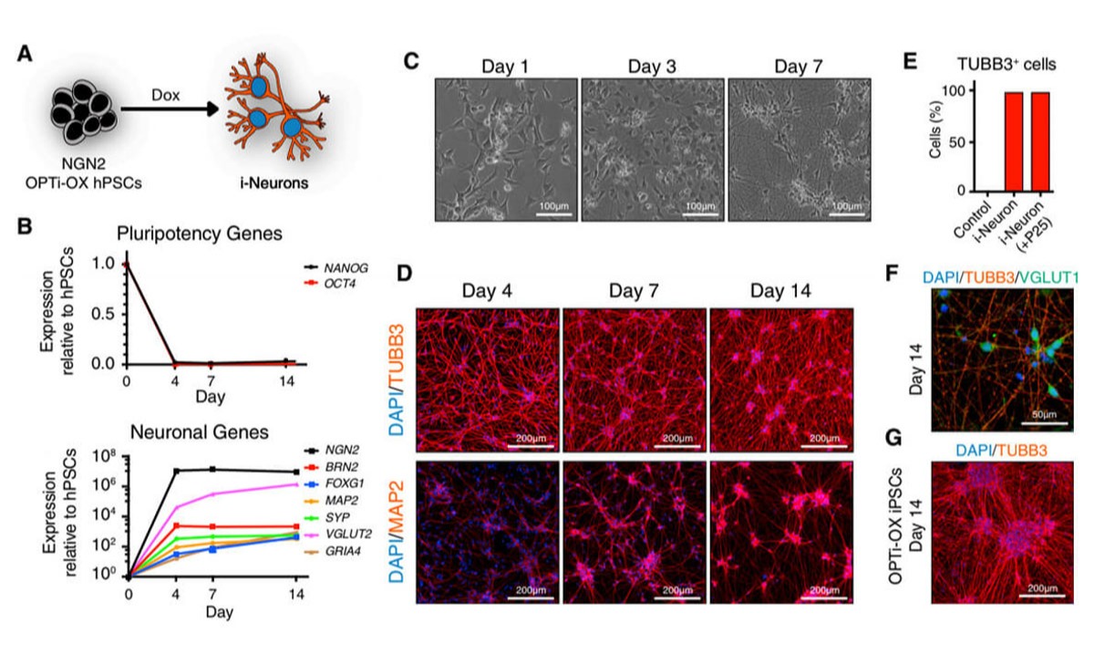 Inducible and Deterministic Forward Programming of Human Pluripotent ...
