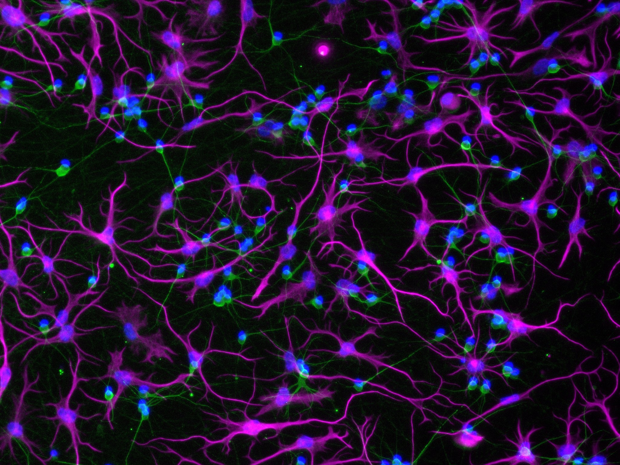 Co-culture | ioAstrocytes and ioGlutamatergic Neurons protocol-Preview